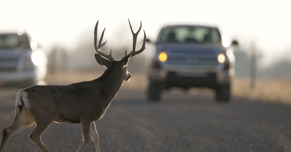 November brings increased risk of vehicle-deer collisions: Utah DWR ...